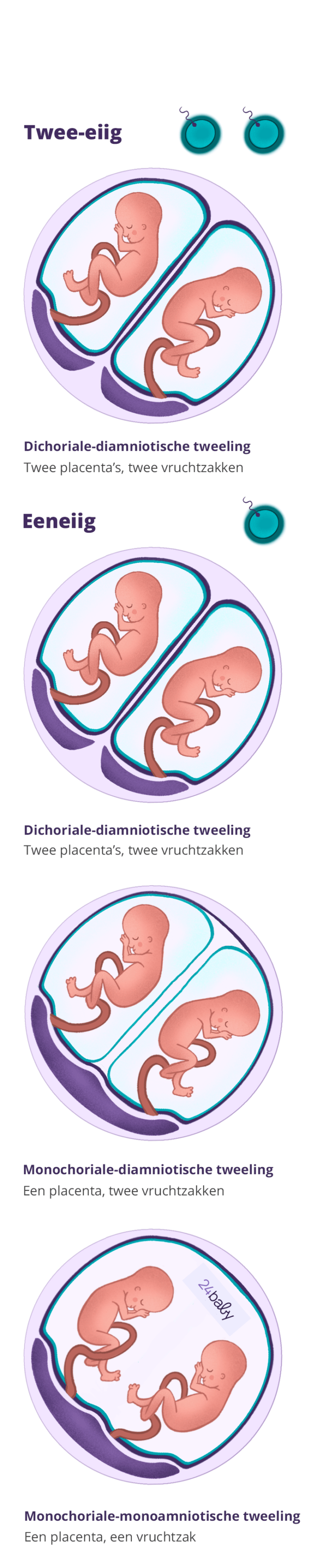 Twee-eiige tweeling: als twee eitjes bevrucht raken – 24Baby.nl